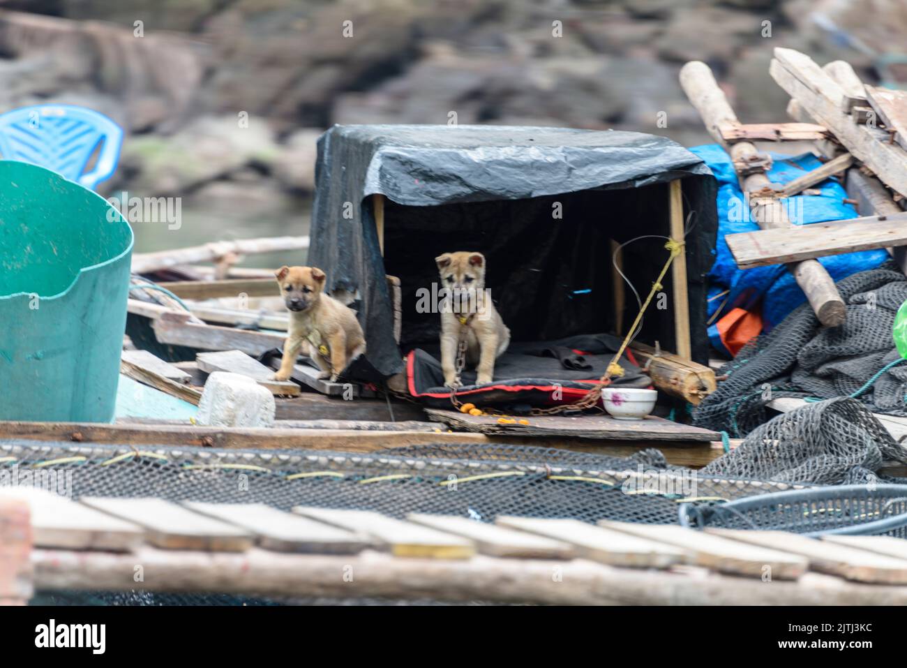 Cua Van floating village, Halong Bay, Vietnam Stock Photo - Alamy