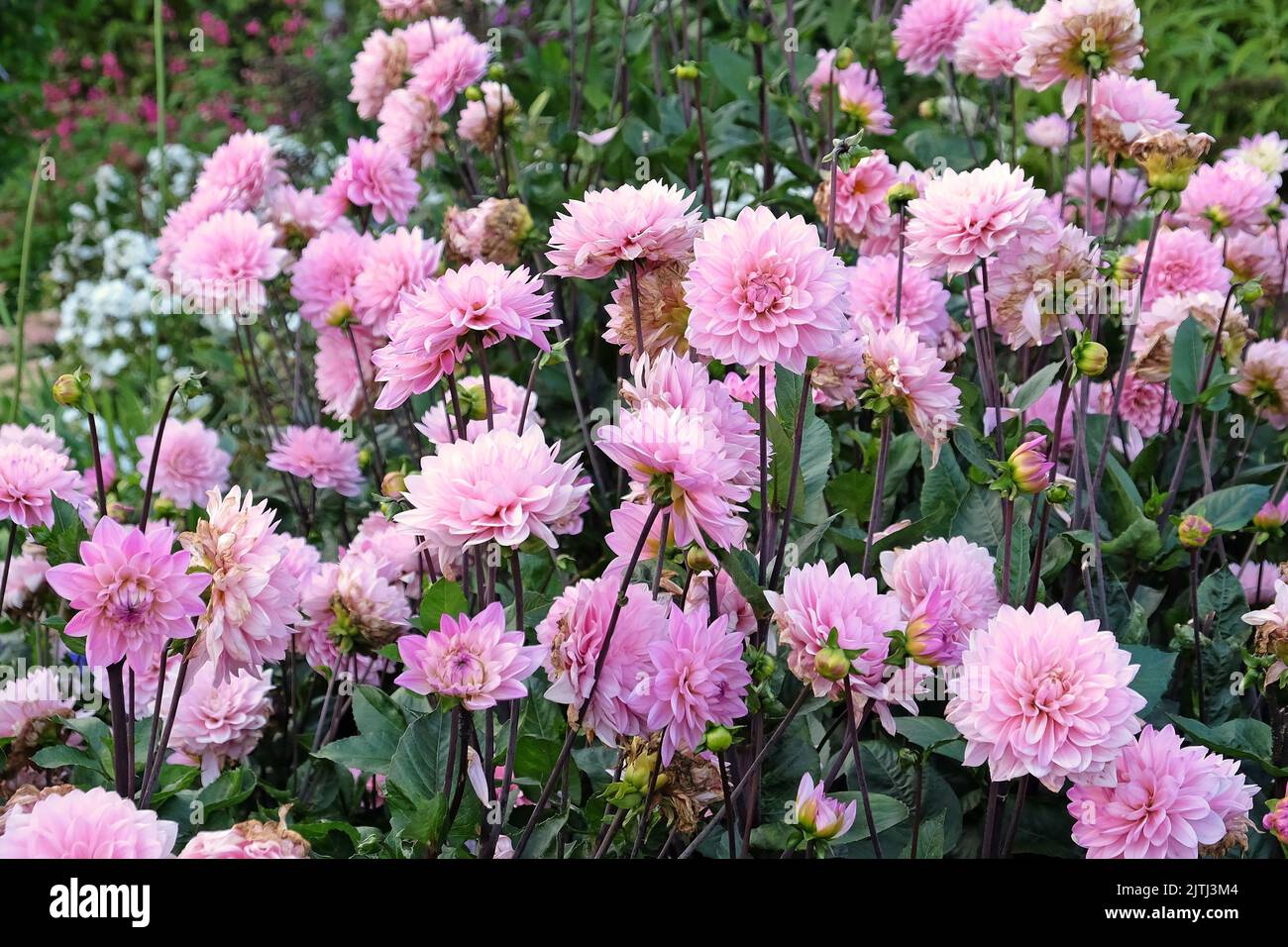 Dahlia 'Melody Harmony' in flower Stock Photo - Alamy