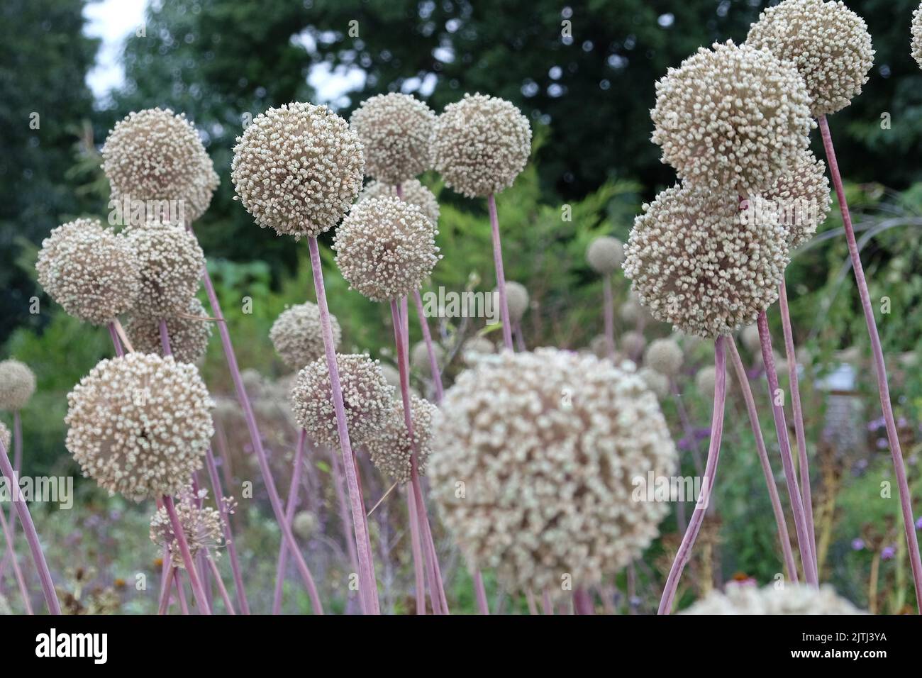 Ornamental onion Ôsummer drummerÕ seed heads Stock Photo - Alamy