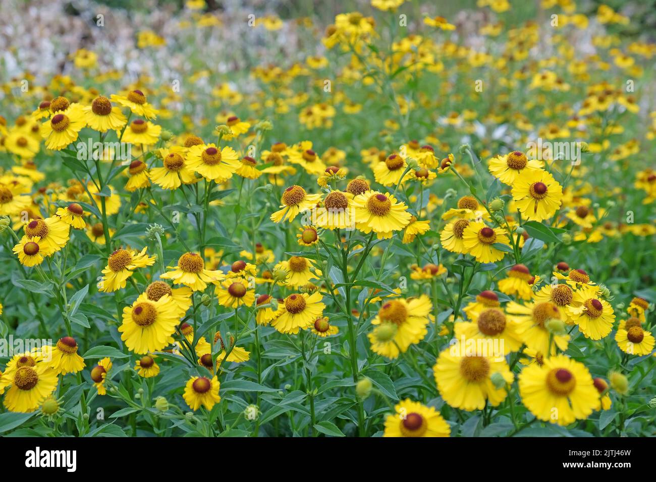Helenium sneezeweed 'Riverton Beauty' in flower Stock Photo - Alamy