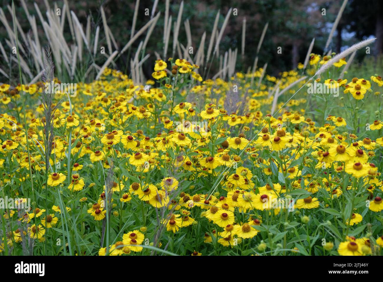 Helenium sneezeweed 'Riverton Beauty' in flower Stock Photo - Alamy