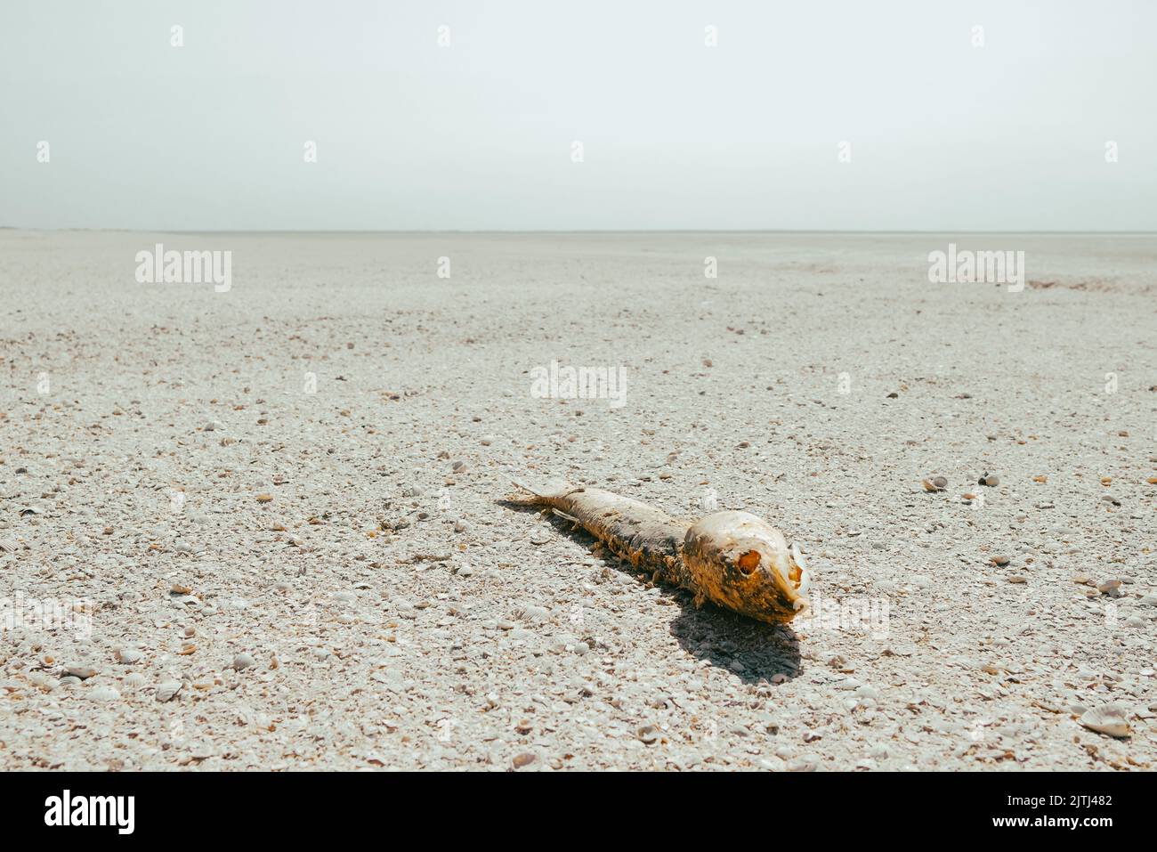 The corpse of a dead fish at the bottom of the dried sea. Selective ...