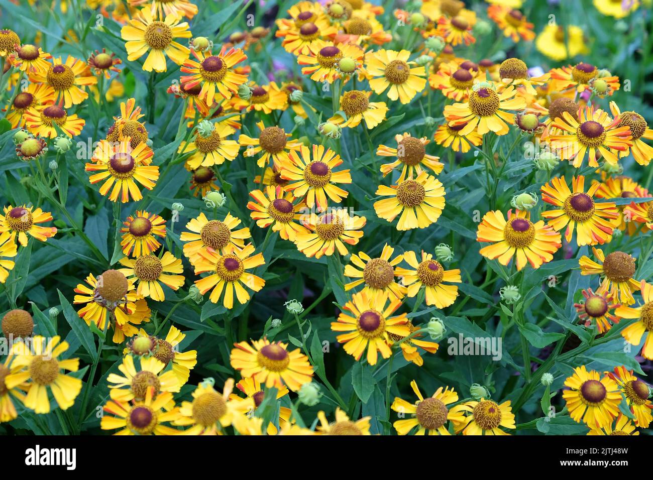 Helenium salud yellow hi-res stock photography and images - Alamy