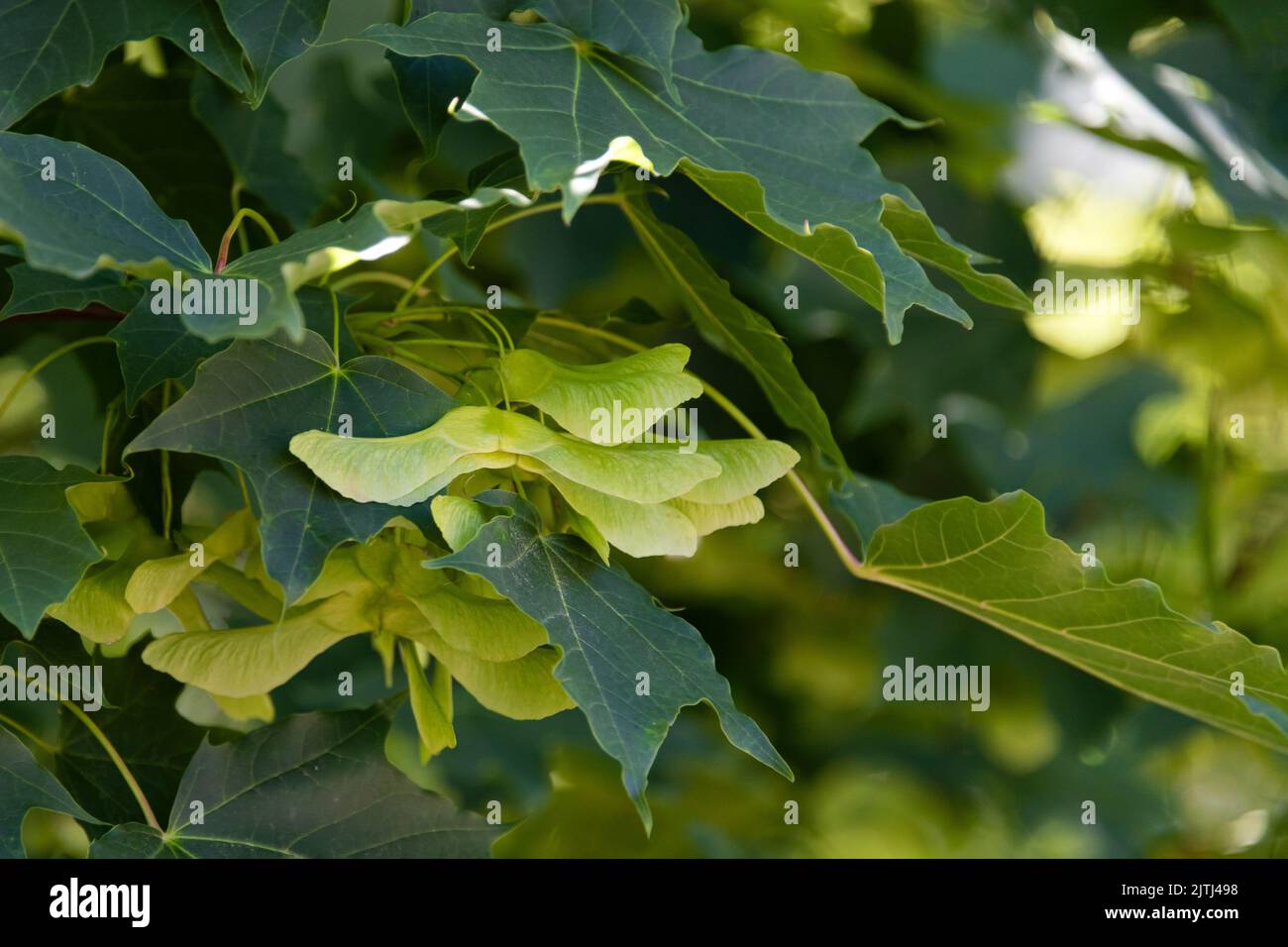 Maple tree seeds hang on the branches in summer, green seeds and leaves ...