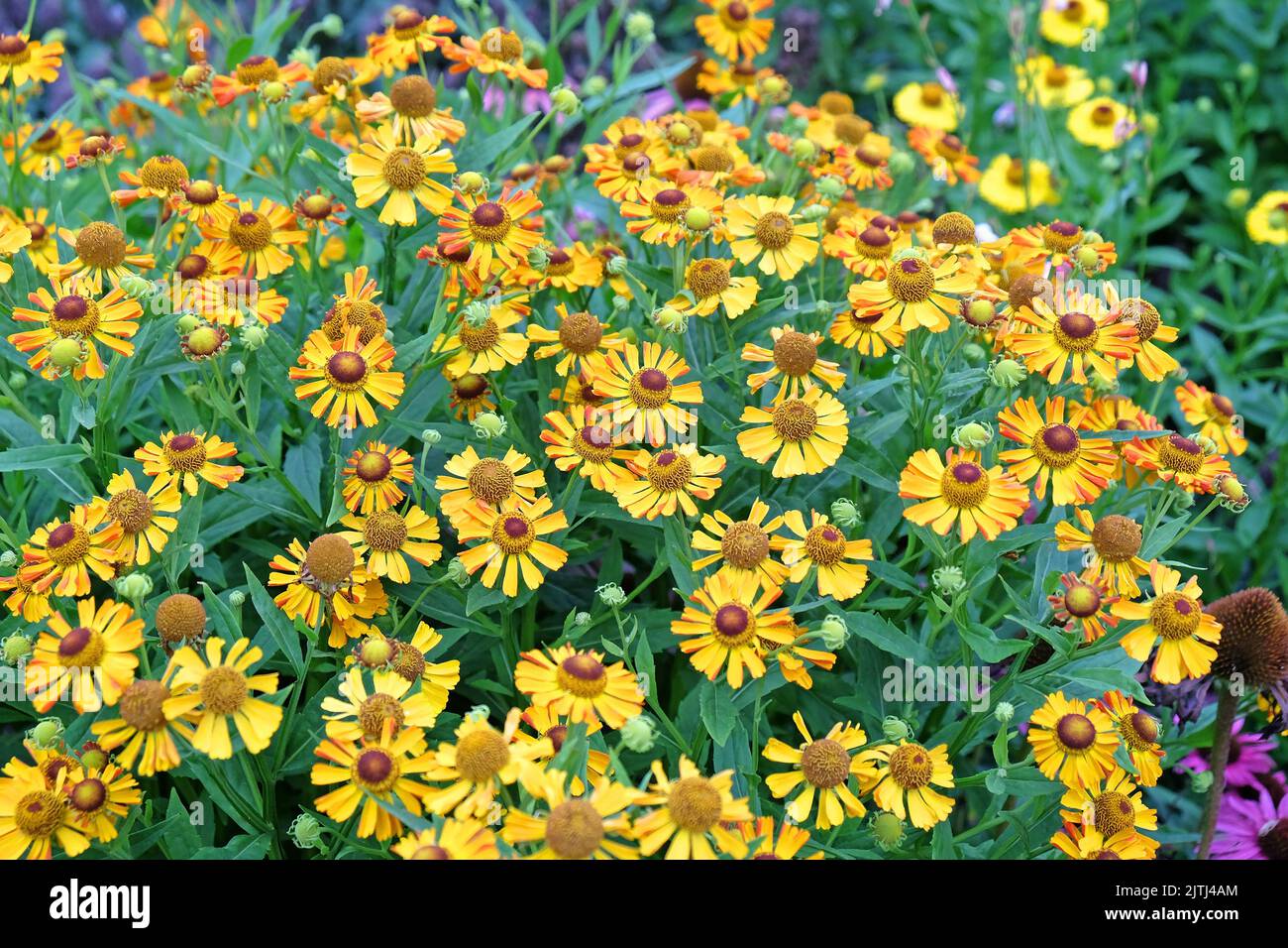 Helenium salud yellow hi-res stock photography and images - Alamy