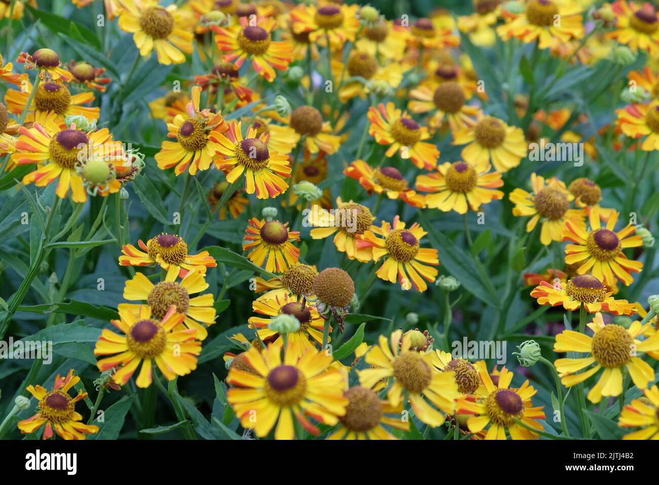 Helenium salud yellow hi-res stock photography and images - Alamy