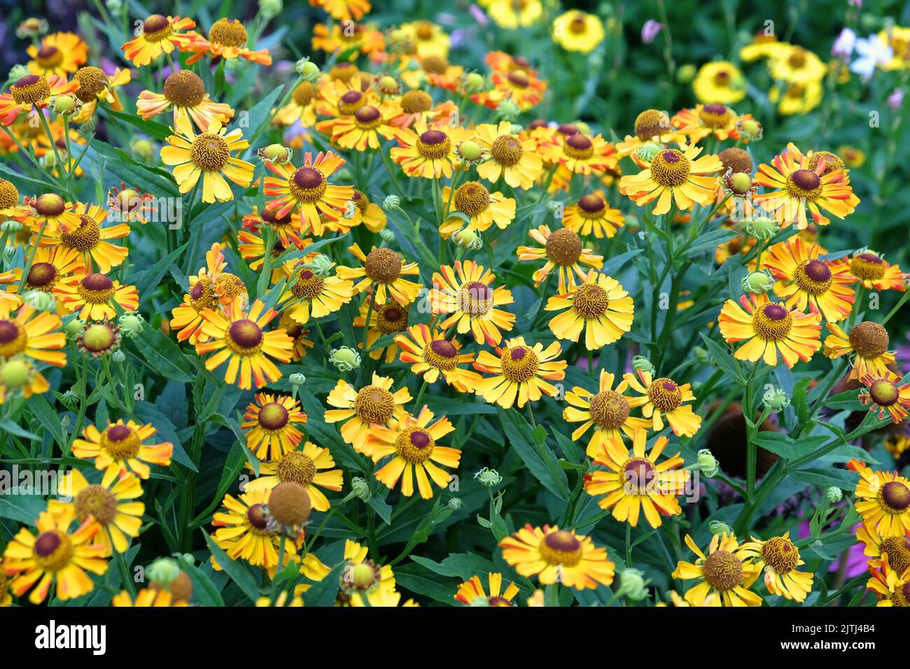 Helenium salud yellow hi-res stock photography and images - Alamy