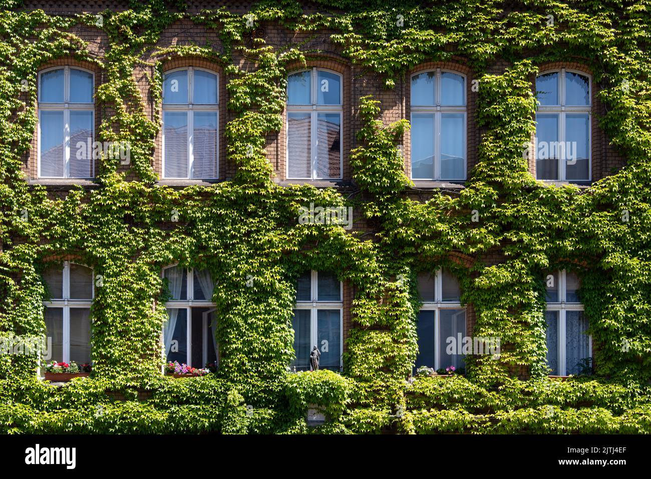 Facade of a building covered with ivy. Plants growing on the facade ...