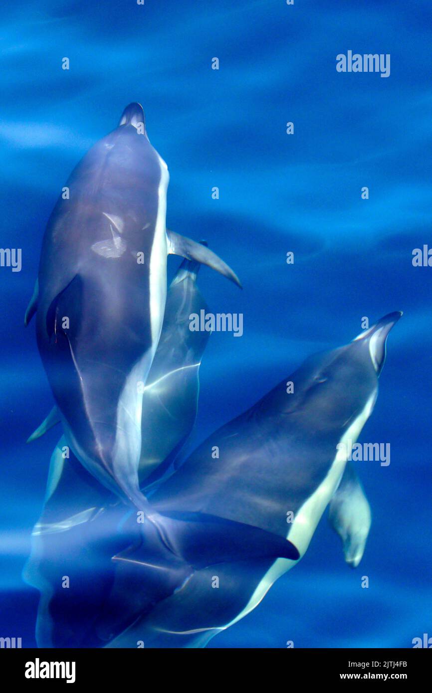 Eco de luz hi-res stock photography and images - Alamy