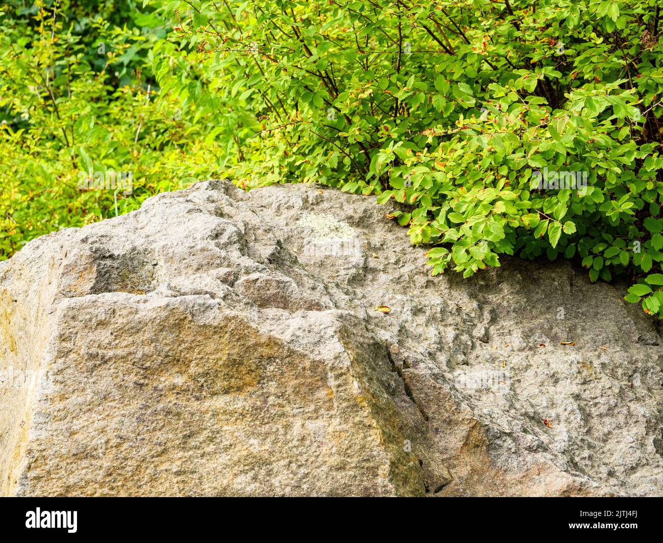 Rock bush hi-res stock photography and images - Alamy