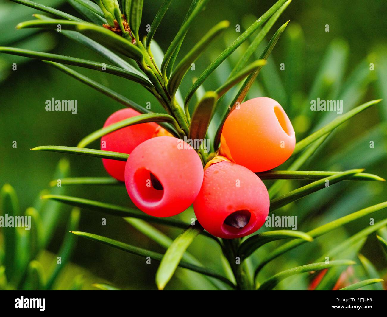 Red berries of taxus baccata on a bush closeup Stock Photo - Alamy