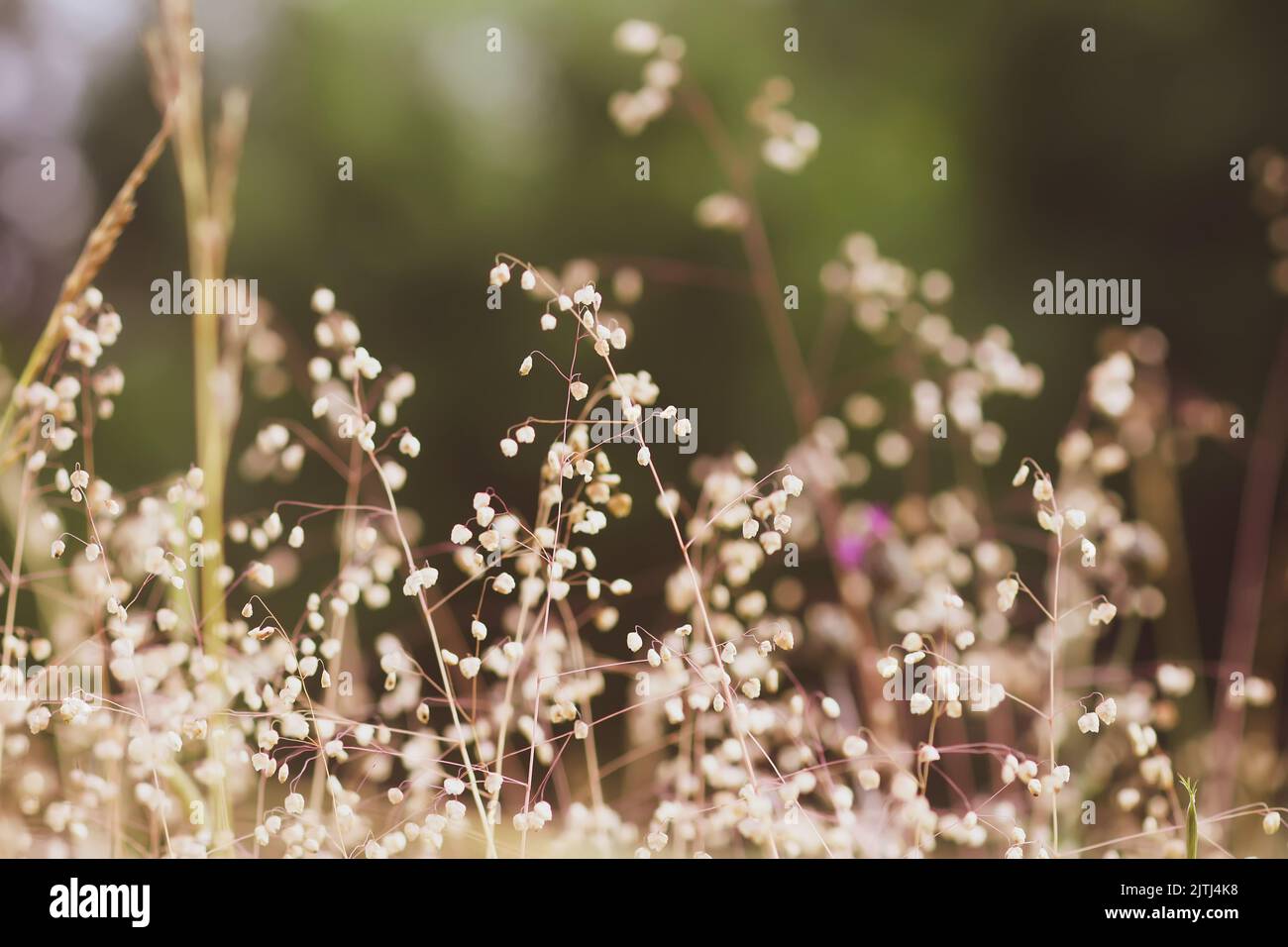 Summer nature details. Wildflowers Stock Photo - Alamy