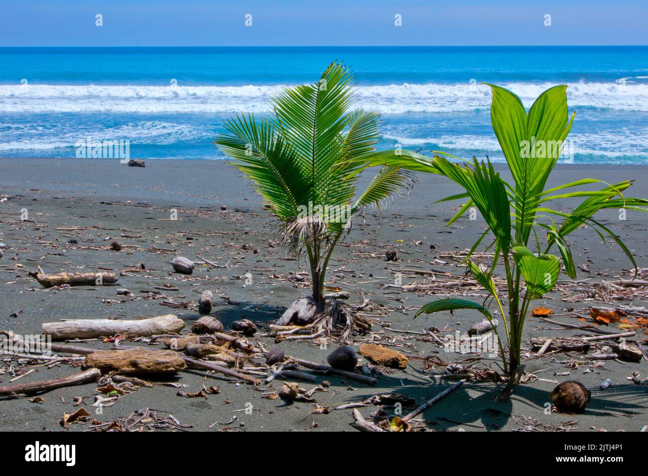 Beach, Corcovado National Park, Osa Conservation Area, Osa Peninsula, Costa Rica, Central ...