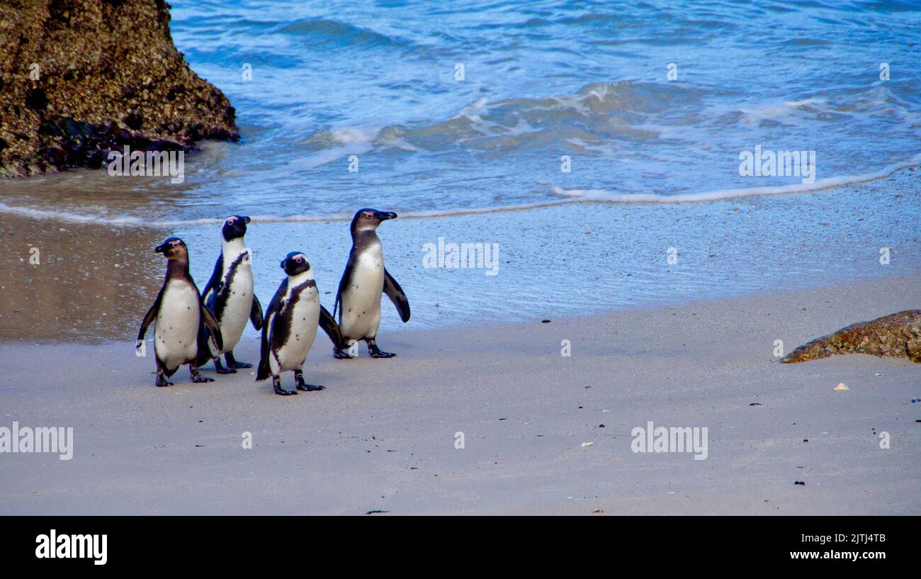 African Penguin, Spheniscus demersus, Boulders Penguin Colony, Table ...
