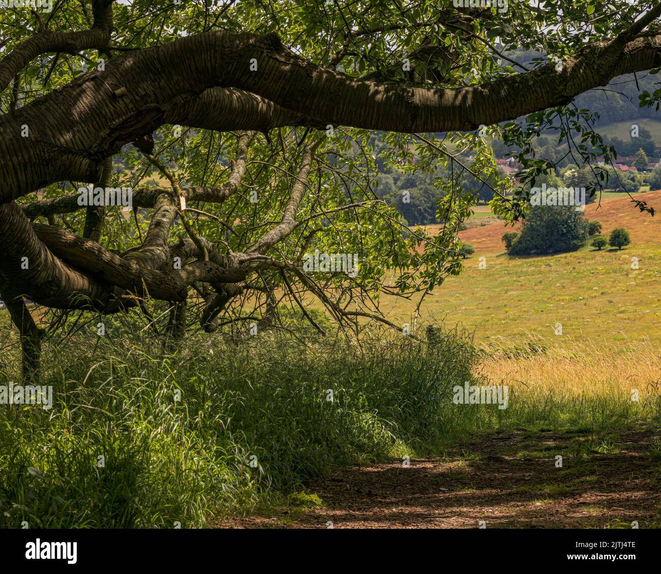 Tree with spreading branches hi-res stock photography and images - Alamy