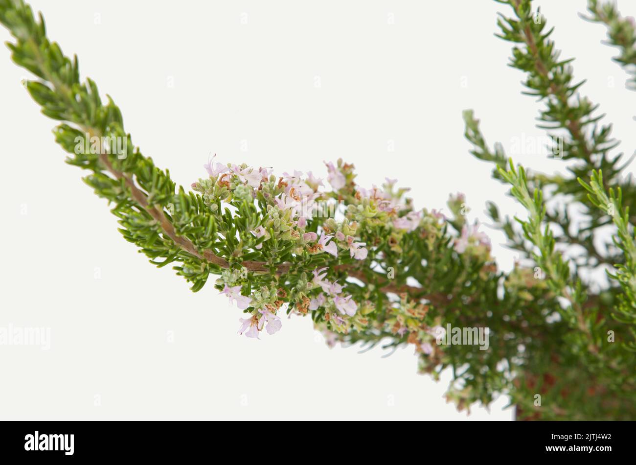 Rosemary rosmarinus officanalis plant on isolated white background ...