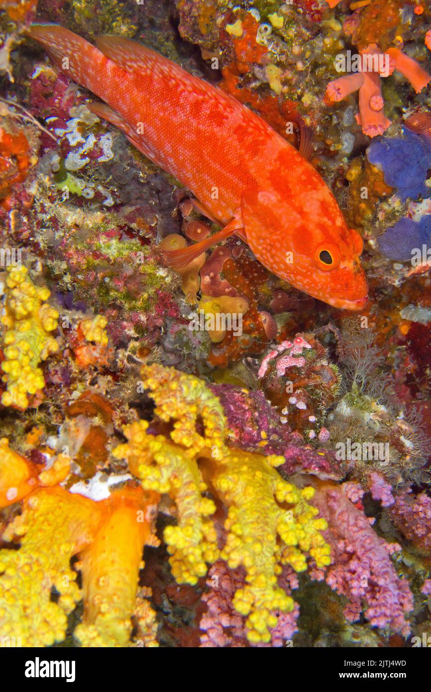 Orange Rock Cod, Cephalopholis spiloparae, Coral Reef, South Ari Atoll ...
