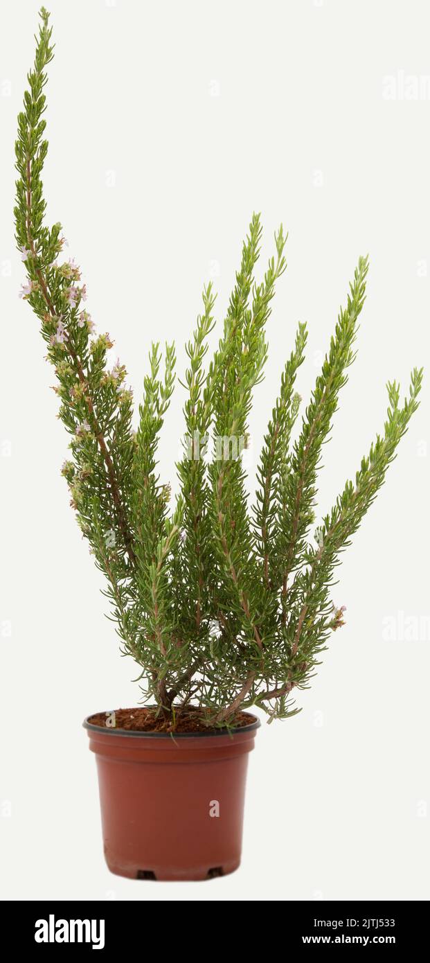 Rosemary rosmarinus officanalis plant in tile-colored flowerpot on ...