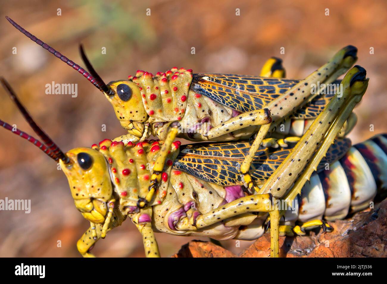 Grasshoppers, Kruger National Park, Mpumalanga, South Africa, Africa ...