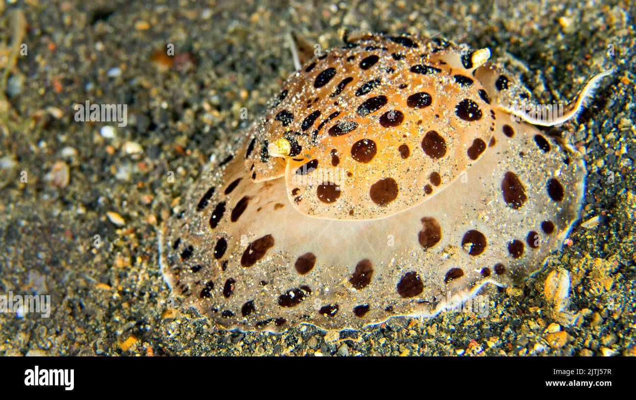 Moon heaoed sidegill slug hi-res stock photography and images - Alamy