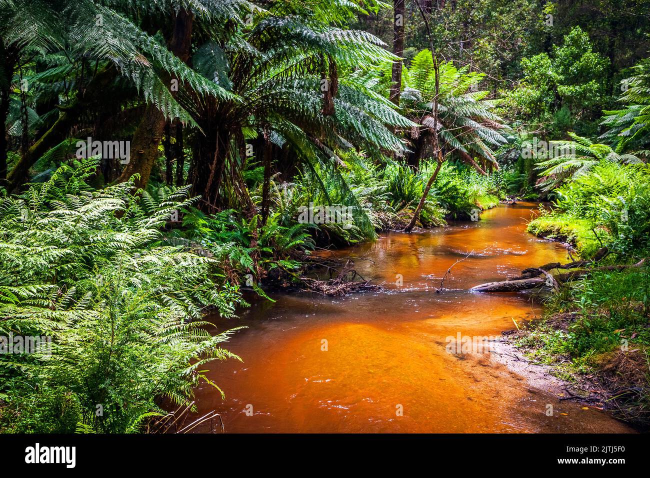 Ancient Tree Ferns Forest. Dandenong Ranges National Park, Victoria ...