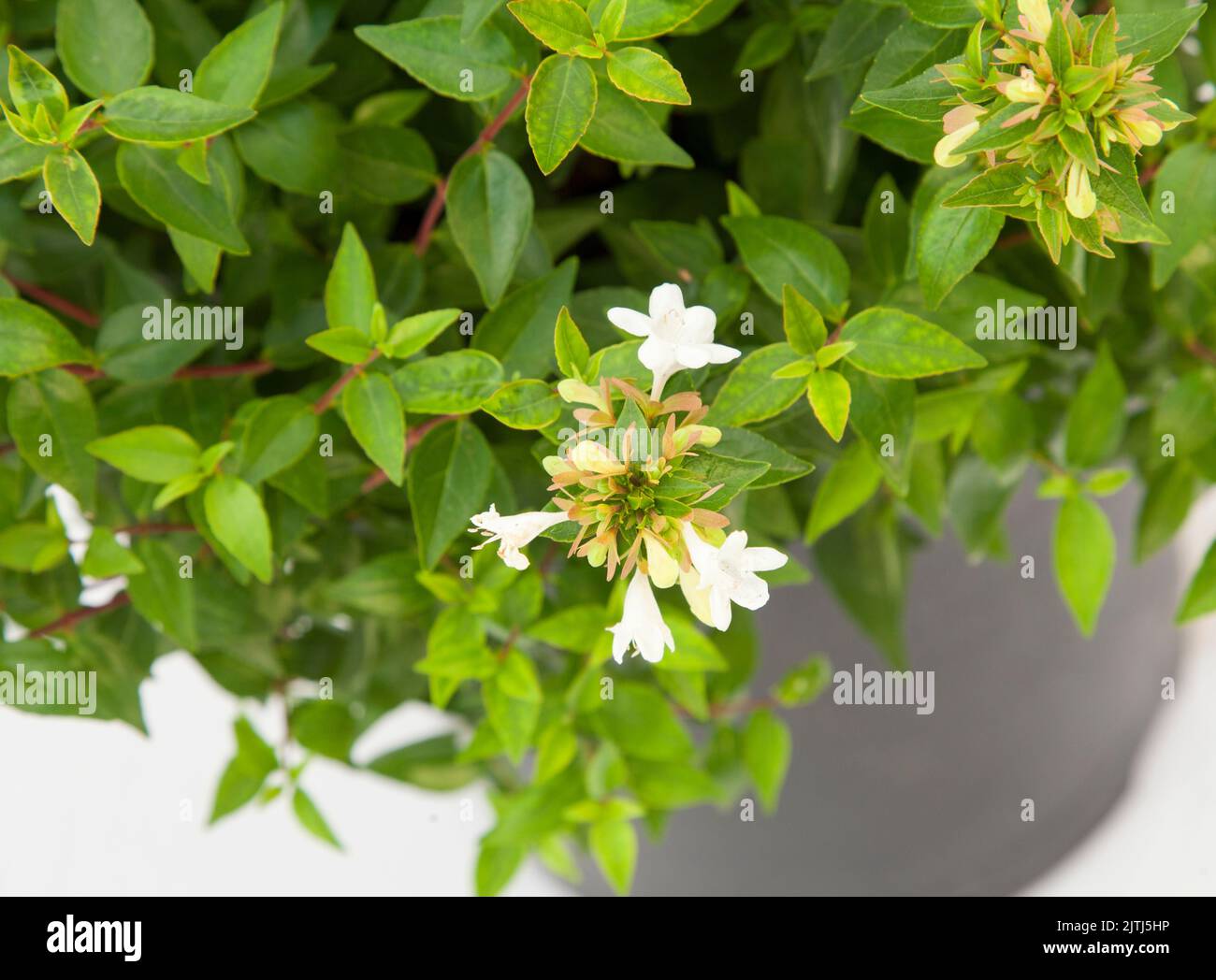 Abelia hi-res stock photography and images - Alamy