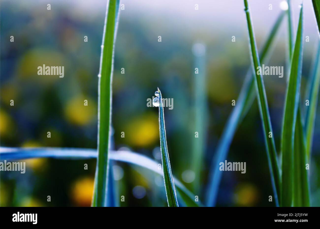 Summer nature details. Wildflowers Stock Photo - Alamy