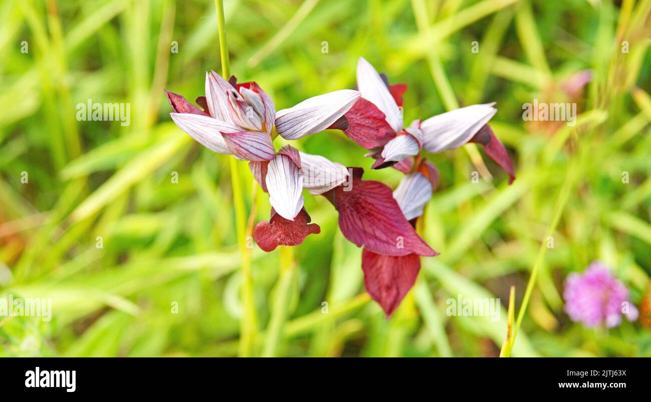 Flowers for backgrounds and textures Stock Photo - Alamy