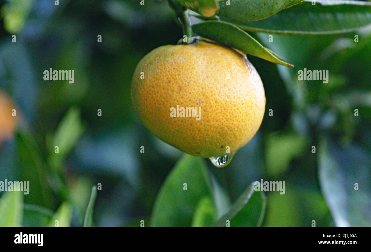 Lemon and orange in tree in a garden in Gijón, Principality of Asturias ...
