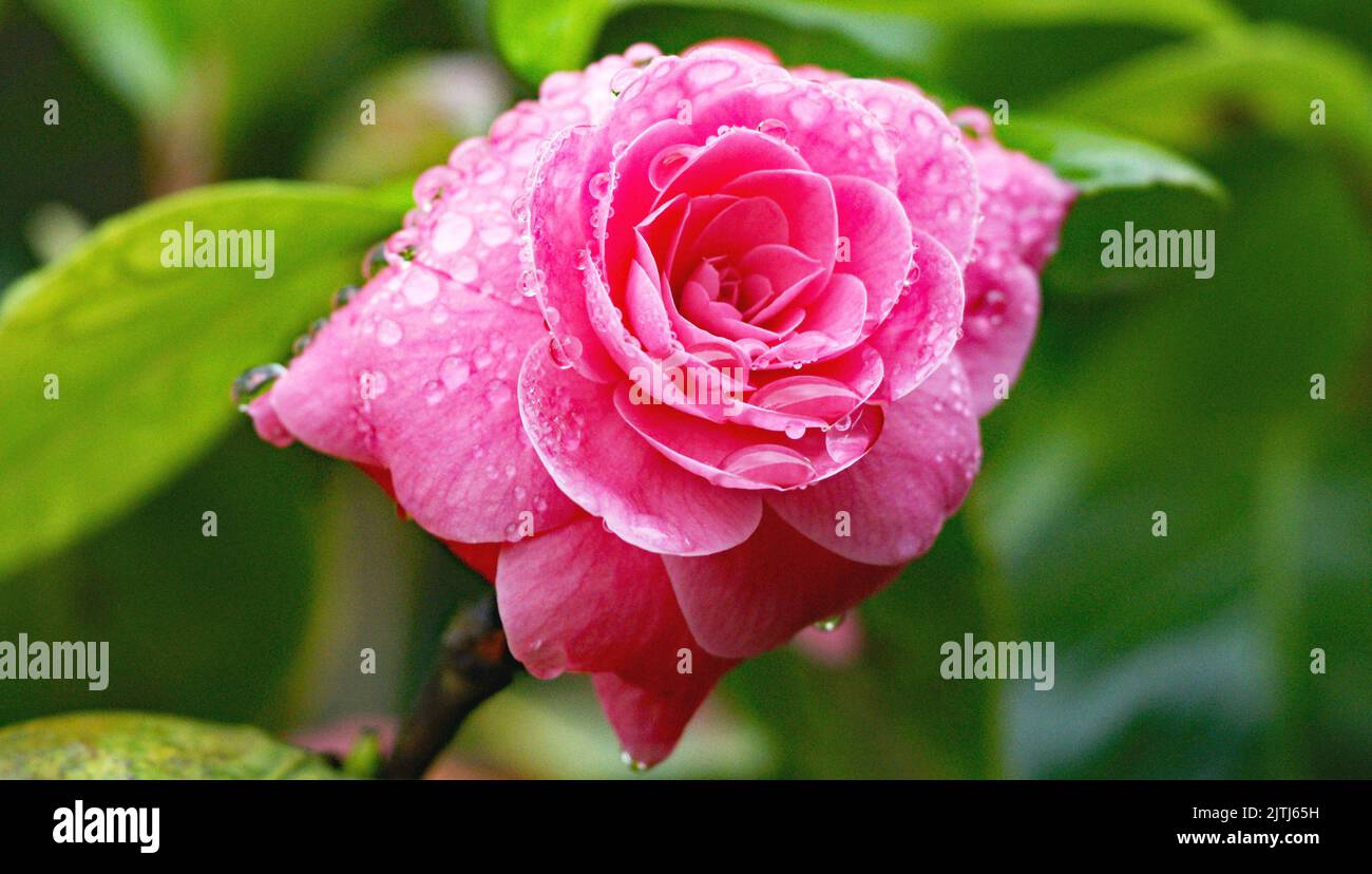 White flowers on green leaves background after rain Stock Photo - Alamy