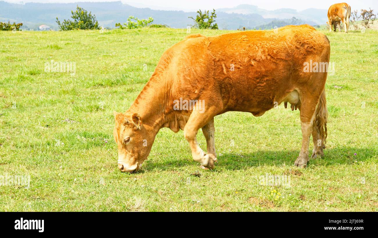 Cows grazing in a meadow in Asturias, Principality of Asturias, Spain ...