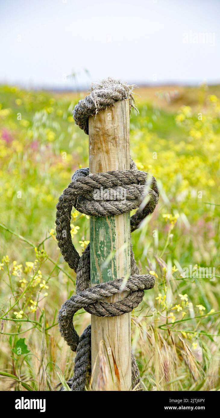 Tie and stake hi-res stock photography and images - Alamy
