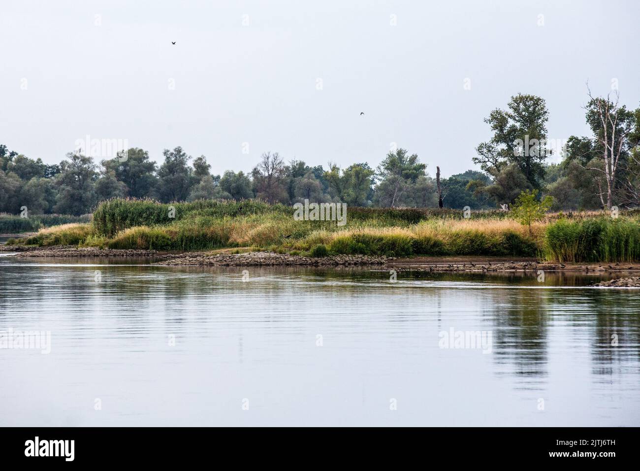 Pomorsko, Poland. 15th Aug, 2022. A close-up of the Oder River ...