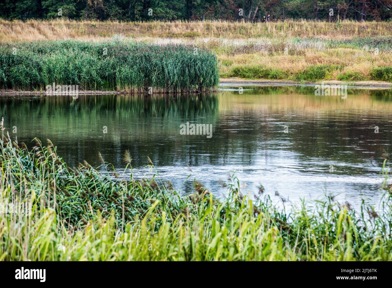 A diverse flora of the Odra River seen in Pomorsko. The Oder is a river ...