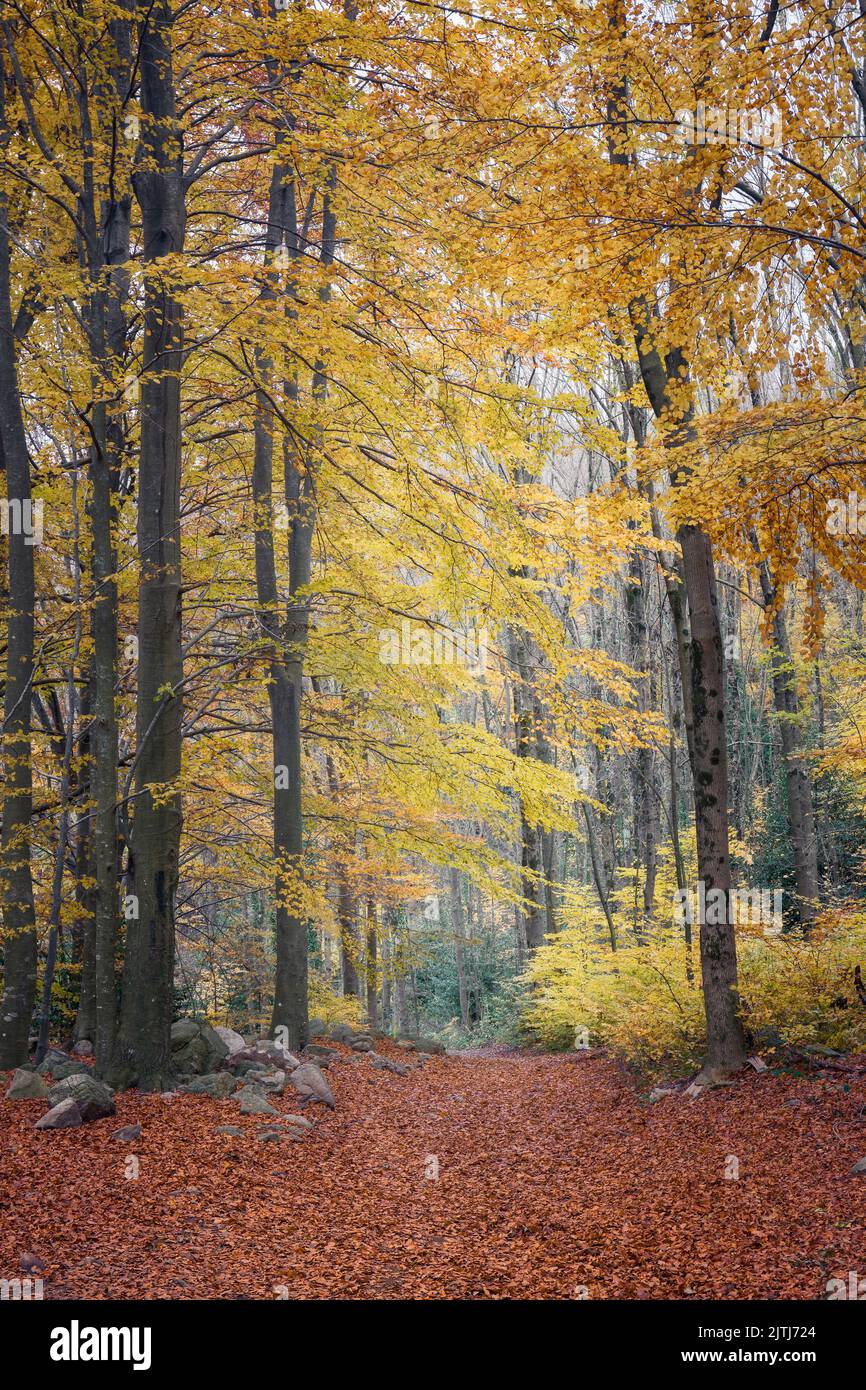 Beech Forest in Autumn at Montseny Natural Park, Catalonia Stock Photo ...