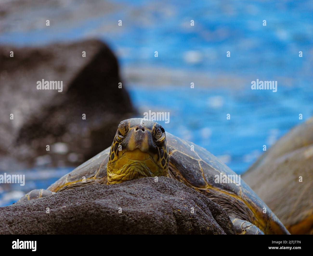Sea turtle head close up hi-res stock photography and images - Alamy
