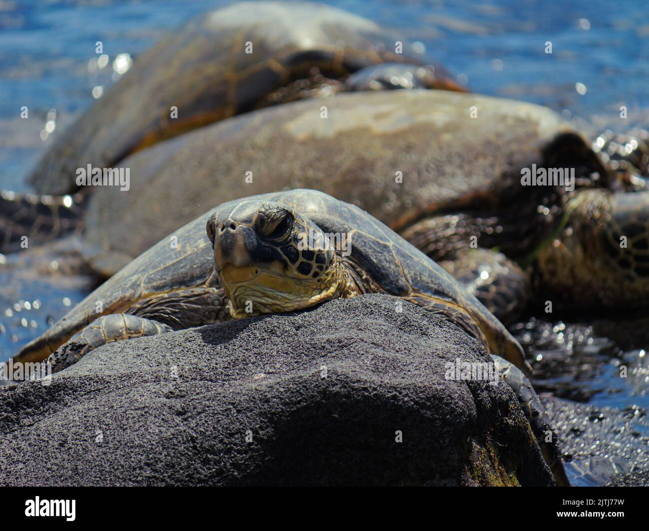The close-up view of green sea turtles coming out of the water Stock ...