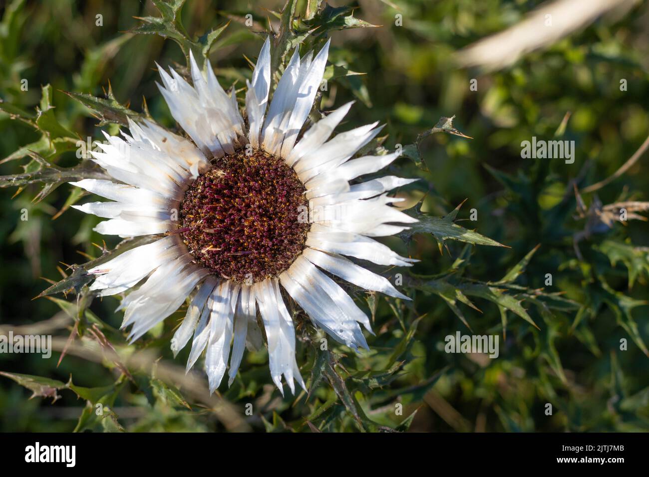 Carlina acaulis, carline thistle, silver thistle, european endemic ...