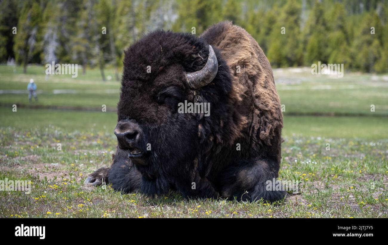Bison sitting on grass hi-res stock photography and images - Alamy