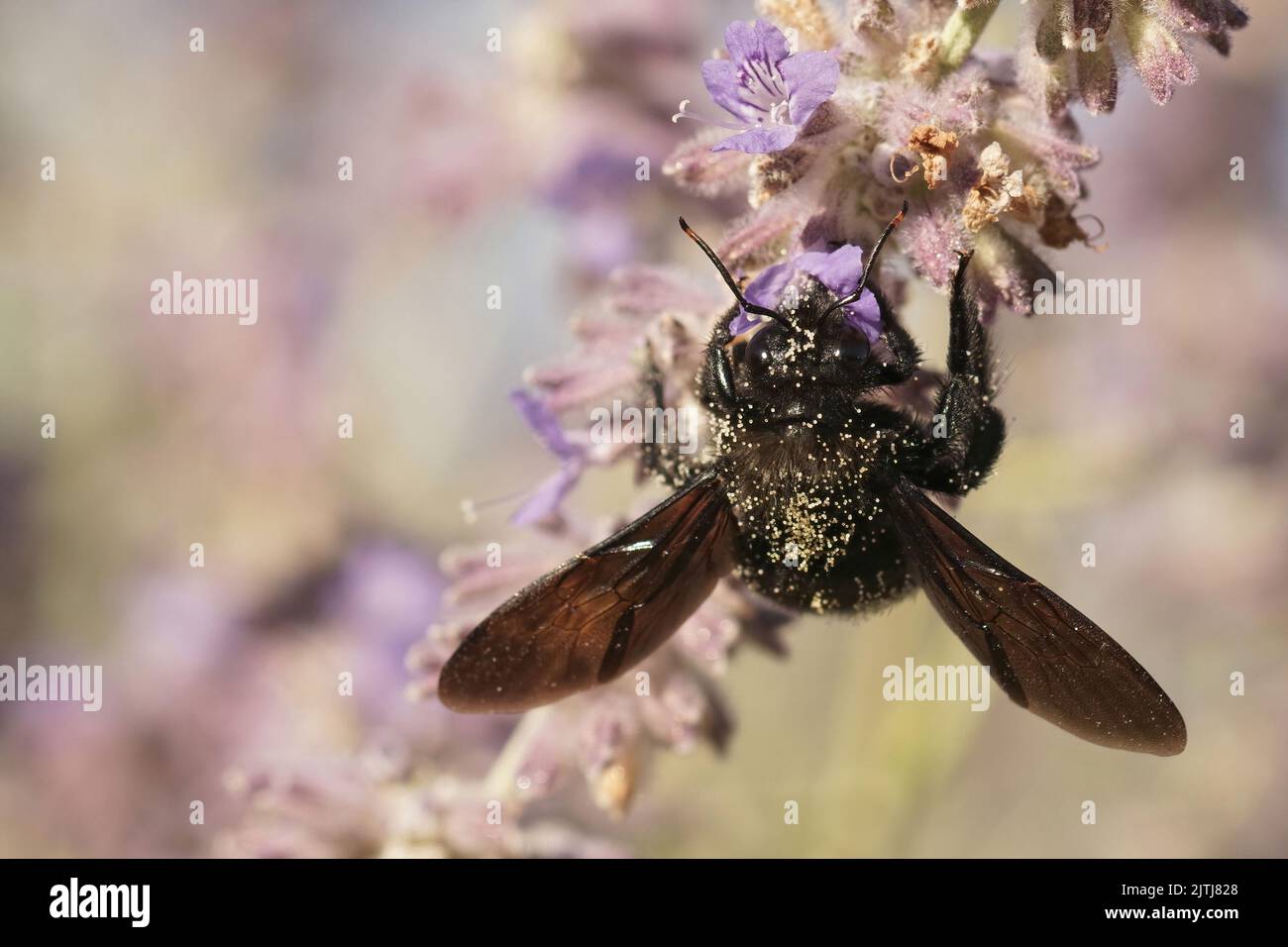 A detailed colorful upward angle closeup on a large carpenter bee ...