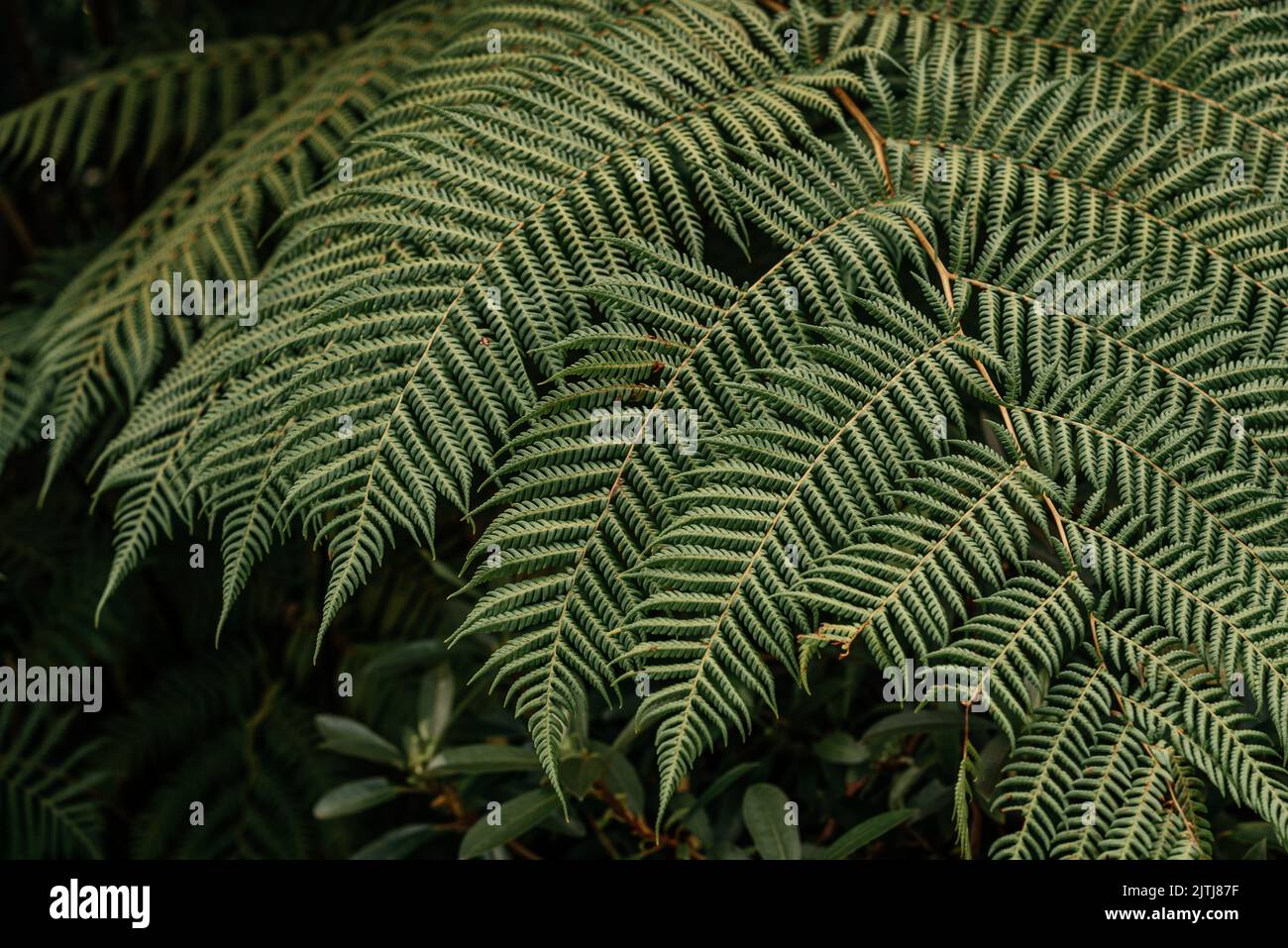 Green fern leaves texture close-up natural background Stock Photo - Alamy