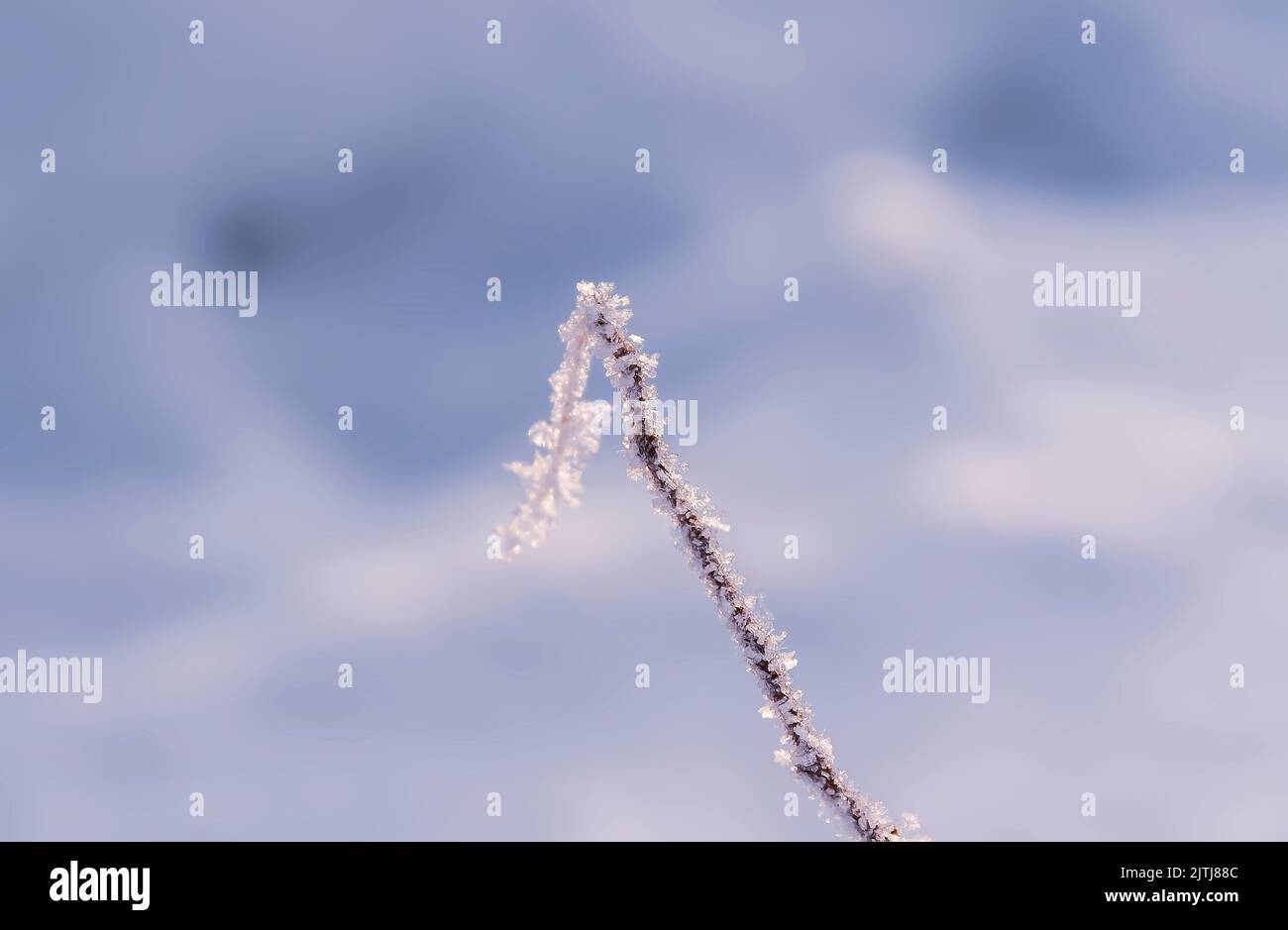 Winter nature details in the countryside. East Europe Stock Photo - Alamy