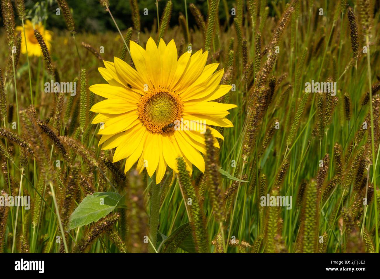 Sunflower in the field of foxtail grass Stock Photo - Alamy
