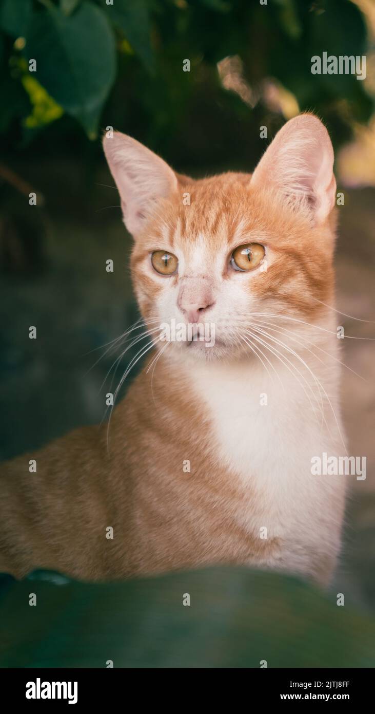 A closeup vertical shot of a cute cat sitting outdoors with green ...
