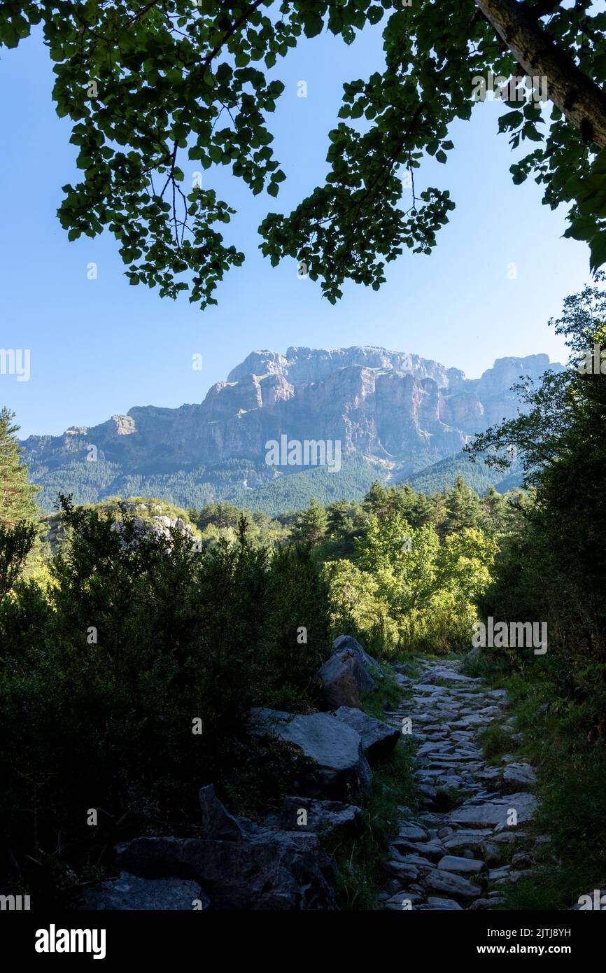 stone path between trees in the spanish pyrenees Stock Photo - Alamy