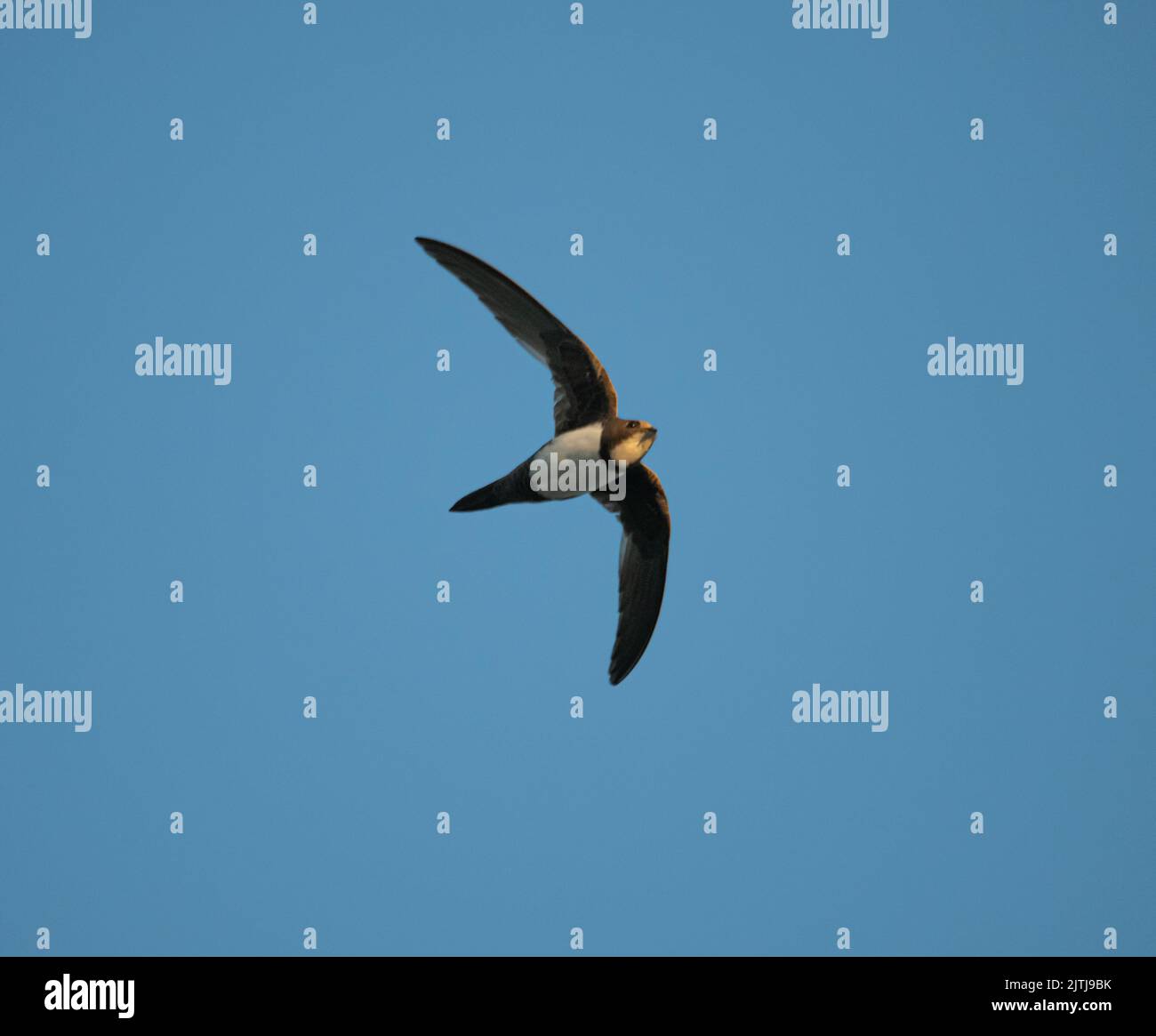 Swallow flying with sky as background Stock Photo - Alamy