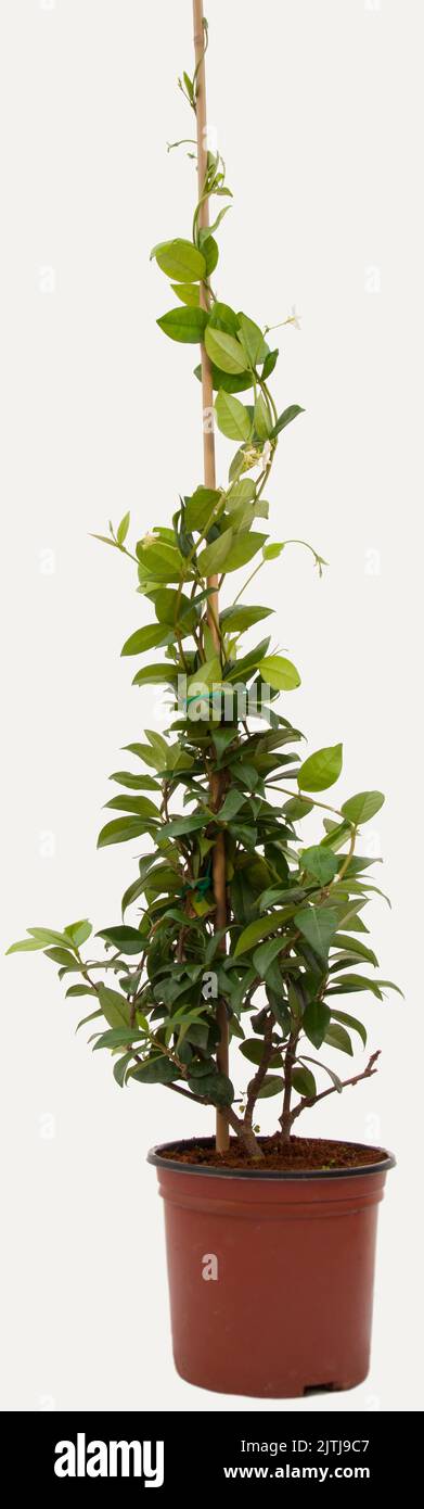 Rhyncospermum jasminades plant in tile-colored flowerpot on isolated ...