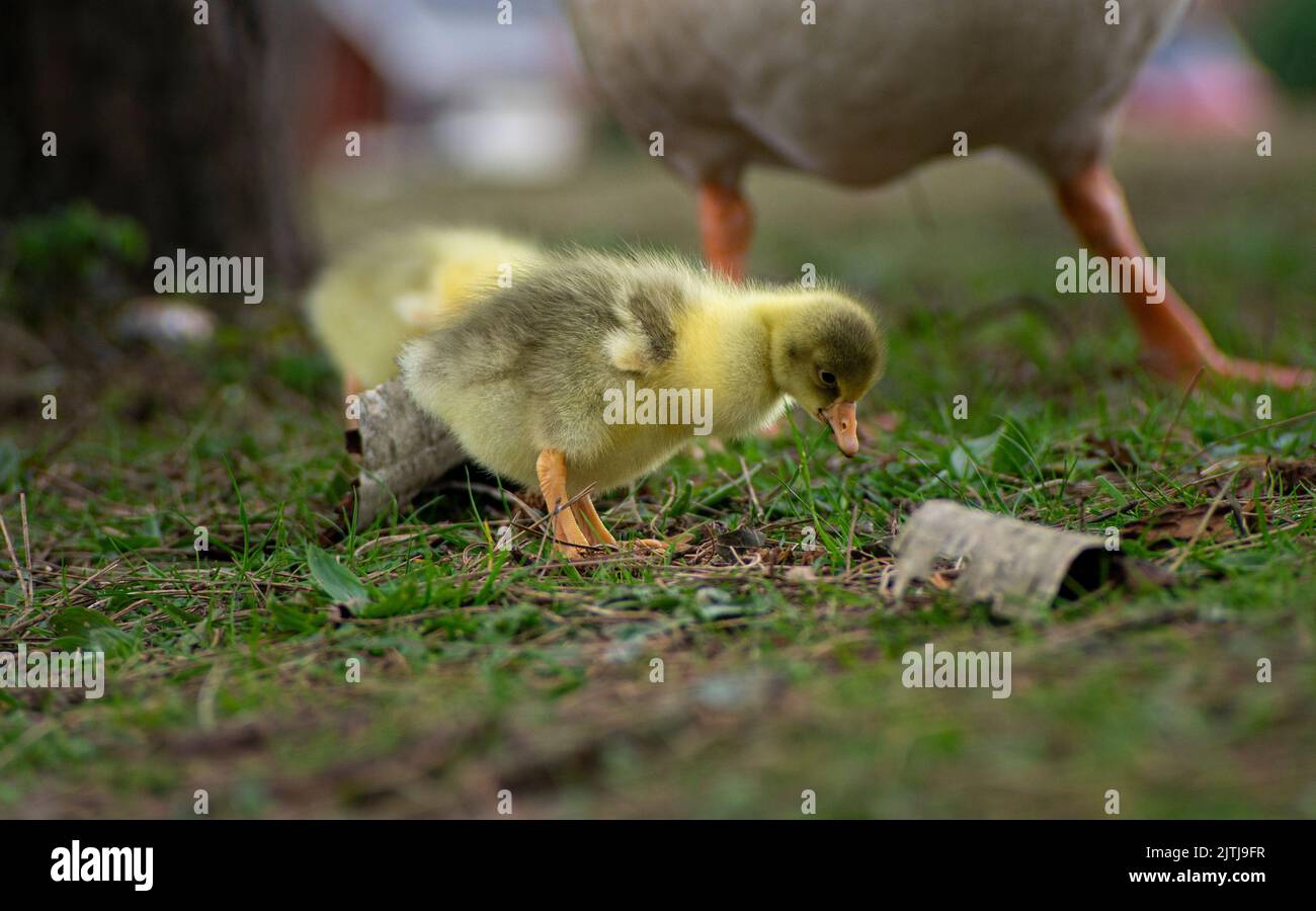 Cute Baby Ducks Following Mother