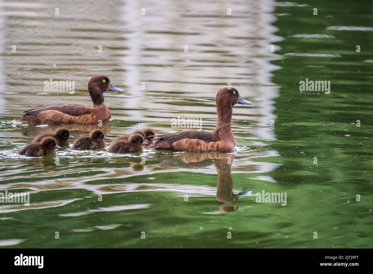 Tufted duck Family swims with their ducklings in green lake water. A ...