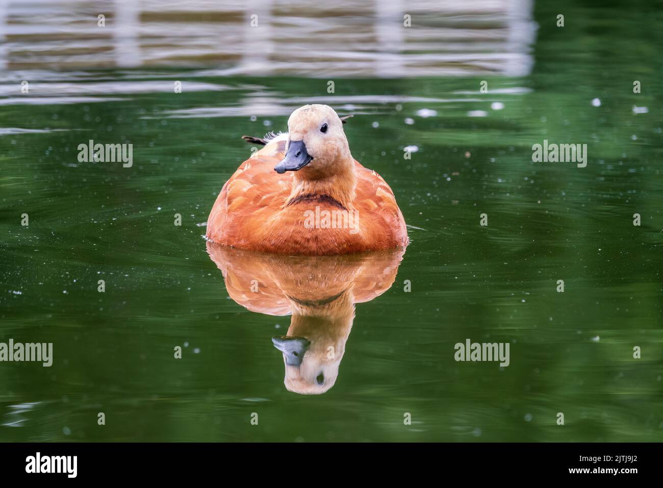 Ruddy Shelduck, or red duck, lat. Tadorna ferruginea, swimming on a ...